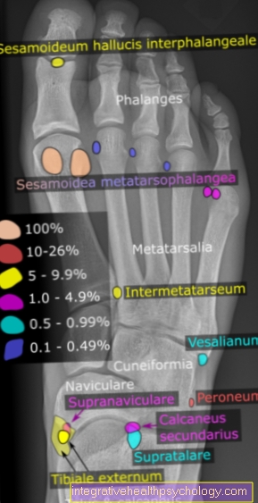 OSSA ACCESSORIE - ANATOMIA-LESSICO