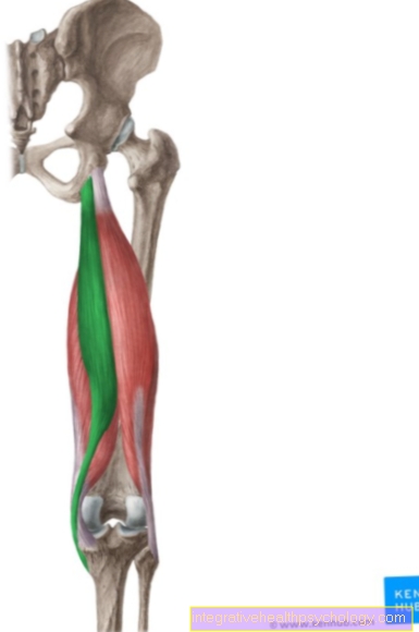 HALVE PEESSPIER (M. SEMITENDINOSUS) - ANATOMIE-LEXICON