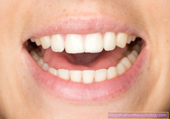 MUN - ANATOMI-LEXIKON