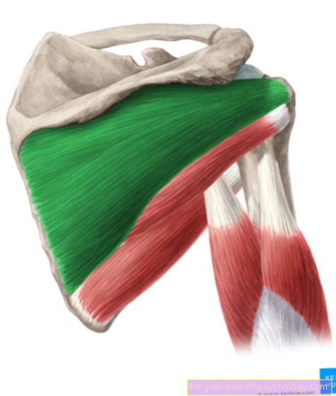 MUSCOLO TIBIALE POSTERIORE - ANATOMIA-LESSICO