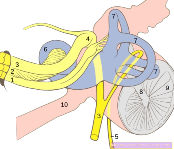 Anatomia Do Nervo Vestibular The Vestibulocochlear Nerve (CN VIII)