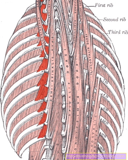 RIBBEN - ANATOMIE-LEXICON