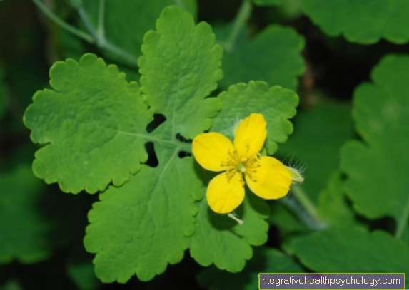 CHELIDONIUM - NATUURGENEESKUNDE