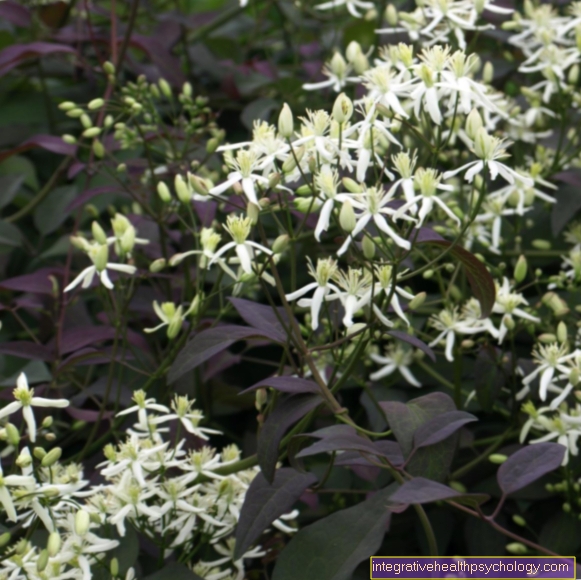CLEMATIS RECTA - TERMÉSZETGYÓGYÁSZATI