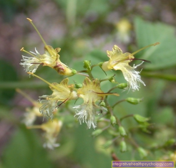 ABSCESO EN LA ESPALDA: DEBES SABER QUE - DERMATOLOGÍA-LÍNEA