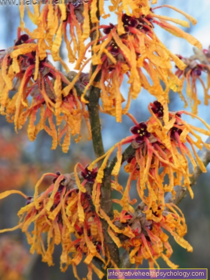 SCOTOMA - OOGHEELKUNDE