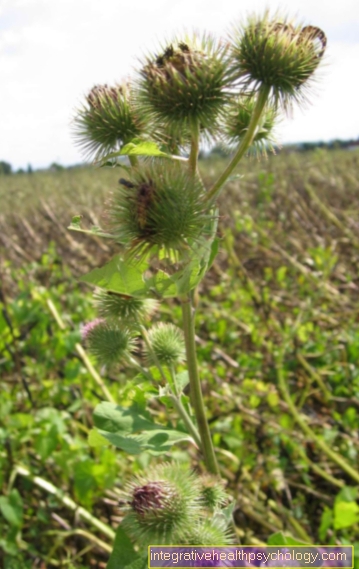 ABSCESO EN LA ESPALDA: DEBES SABER QUE - DERMATOLOGÍA-LÍNEA